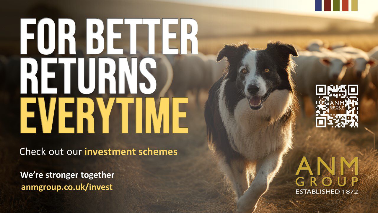 There's more to Thainstone - ANM Group